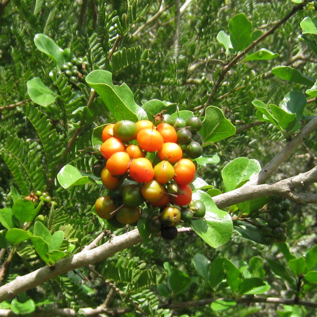 Ehretia rigida subsp. rigida seeds - Buy online