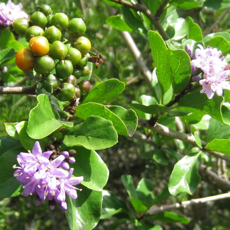 Ehretia rigida subsp. rigida seeds - Buy online