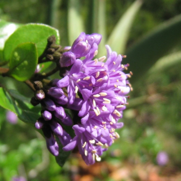 Ehretia rigida subsp. rigida seeds - Buy online