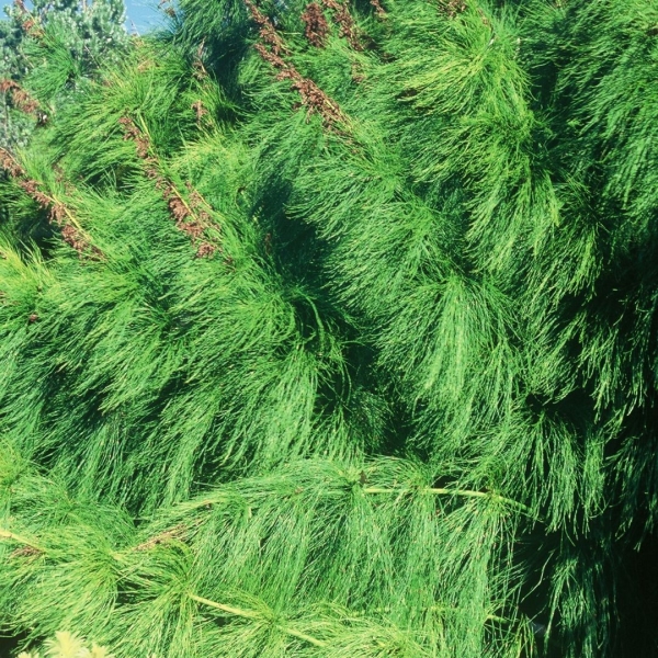 Elegia capensis seeds - Buy online