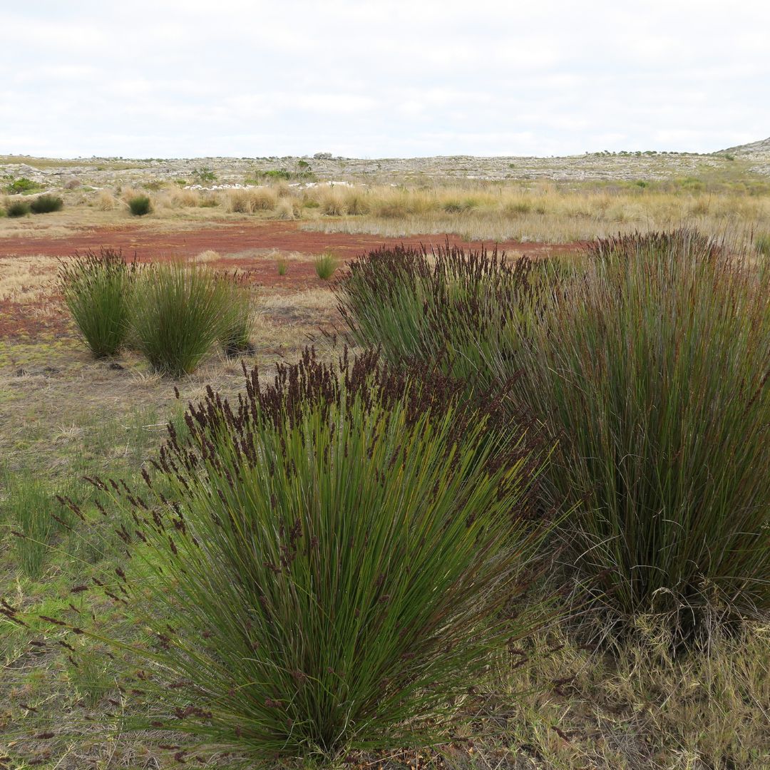 Elegia tectorum seeds - Buy online