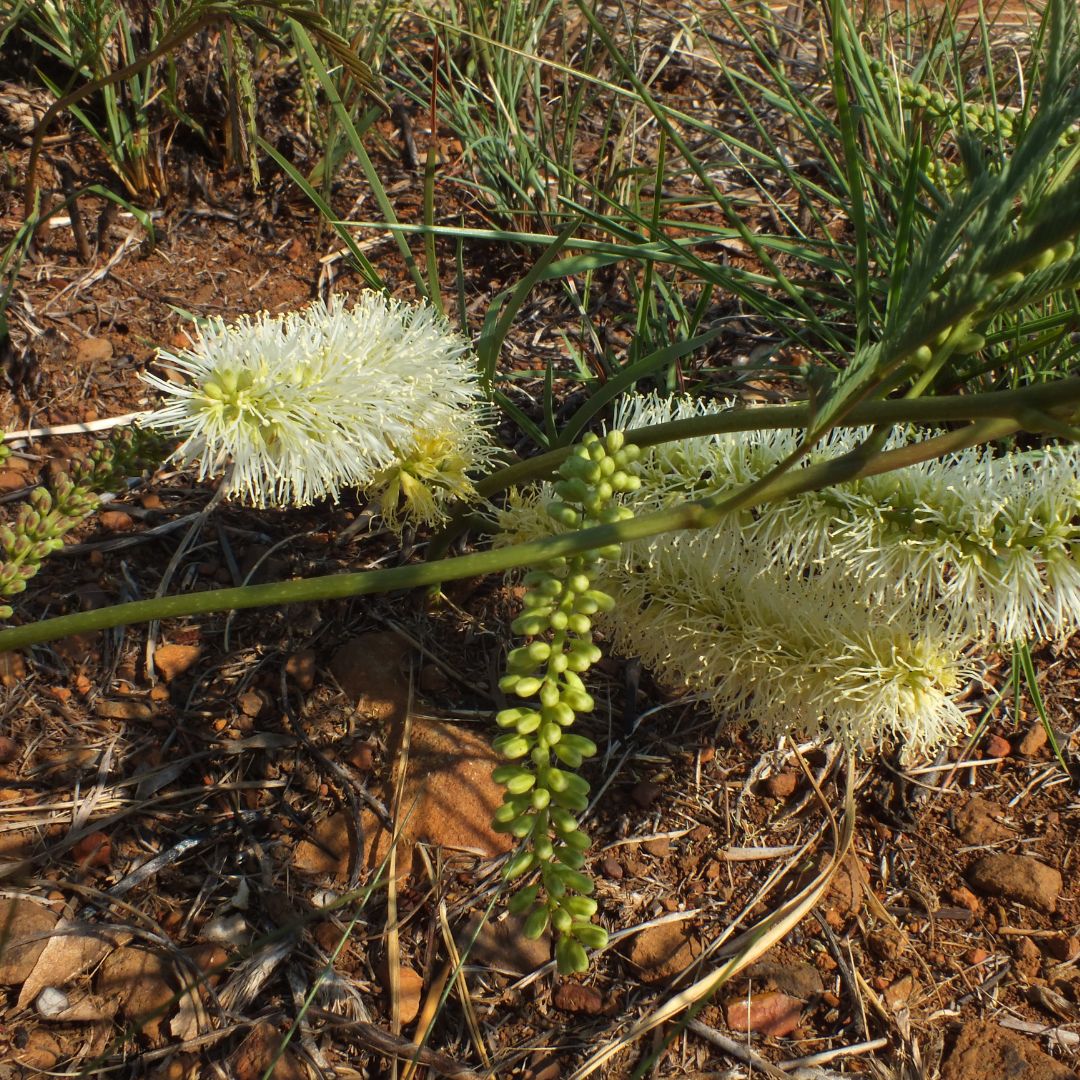 Elephantorrhiza elephantina seeds - Buy online