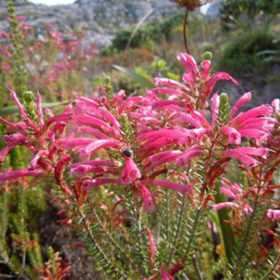 Erica abietina subsp. atrorosea seeds - Buy online