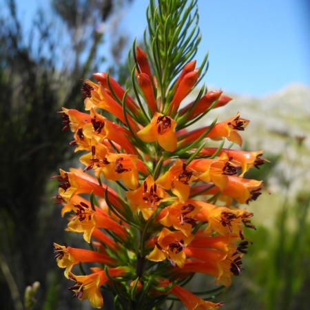 Hypoxis acuminata seeds - Buy online