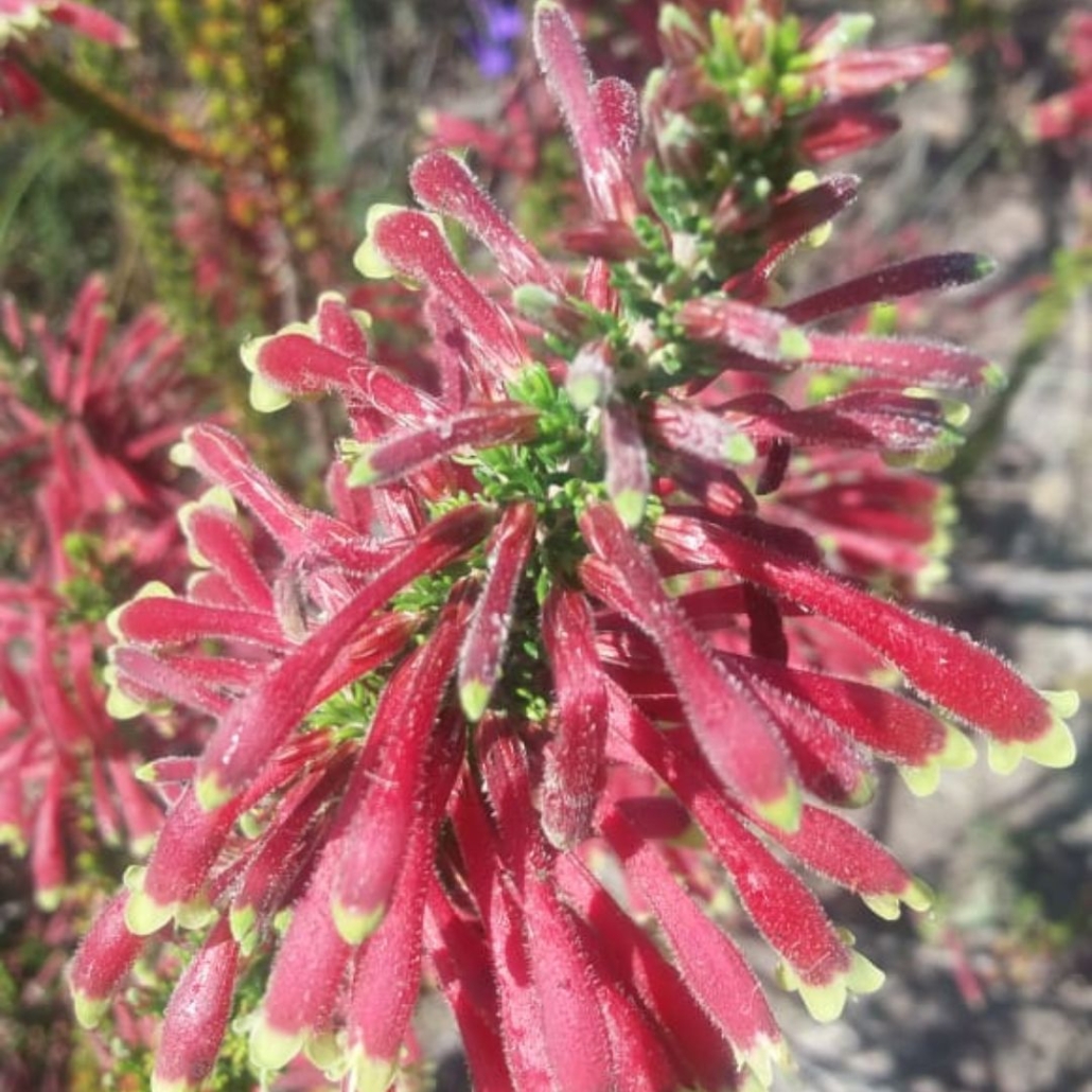 Erica discolor seeds - Buy online