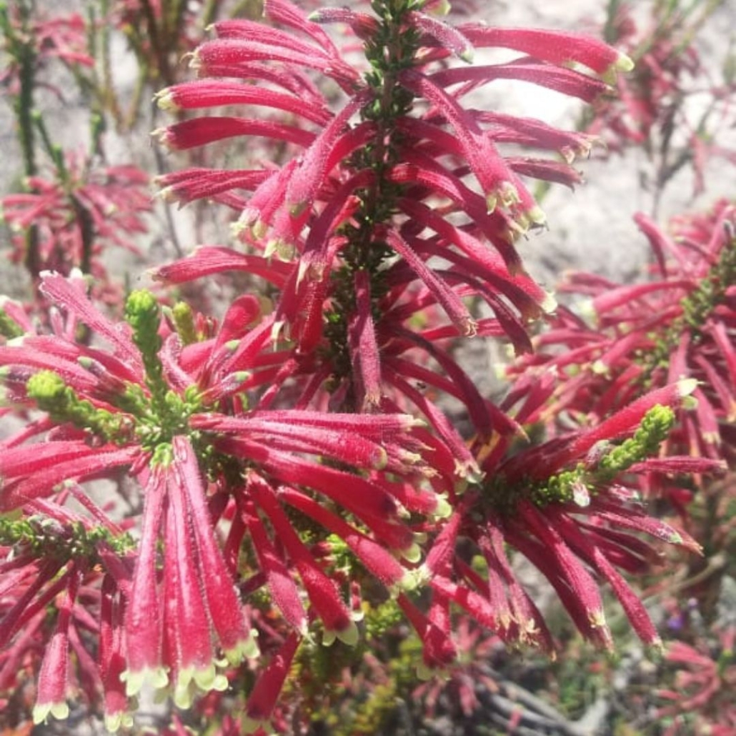 Erica discolor seeds - Buy online
