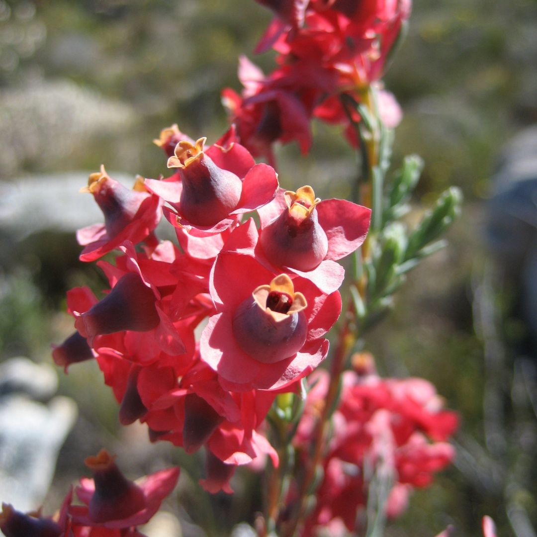 Erica glauca var. glauca seeds - Buy online