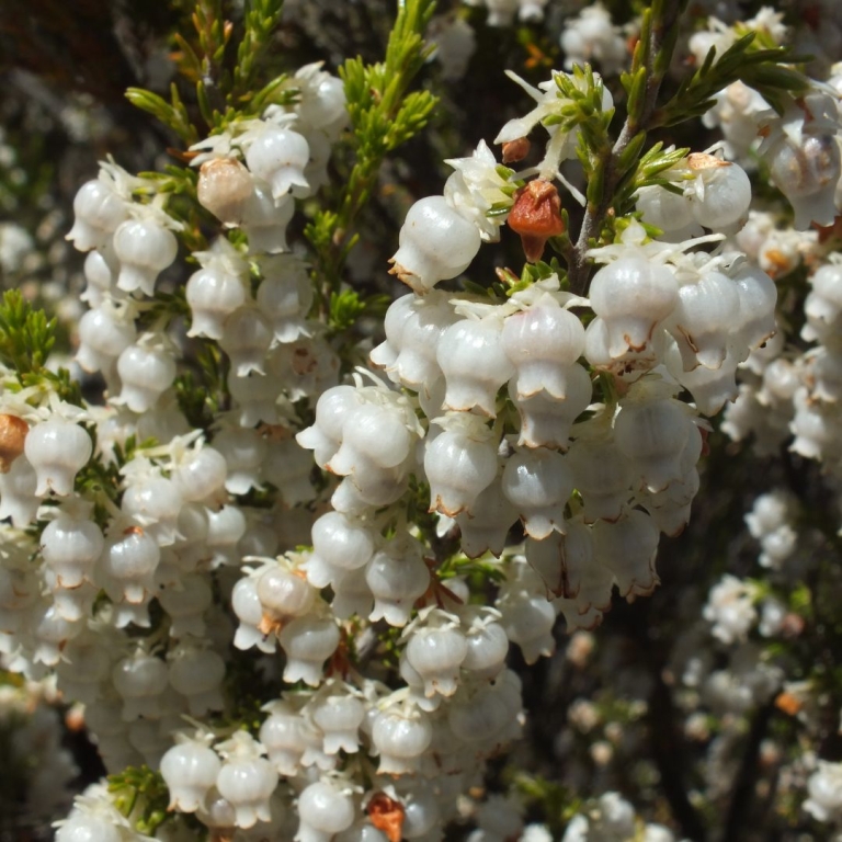 Sporobolus africanus seeds - Buy online