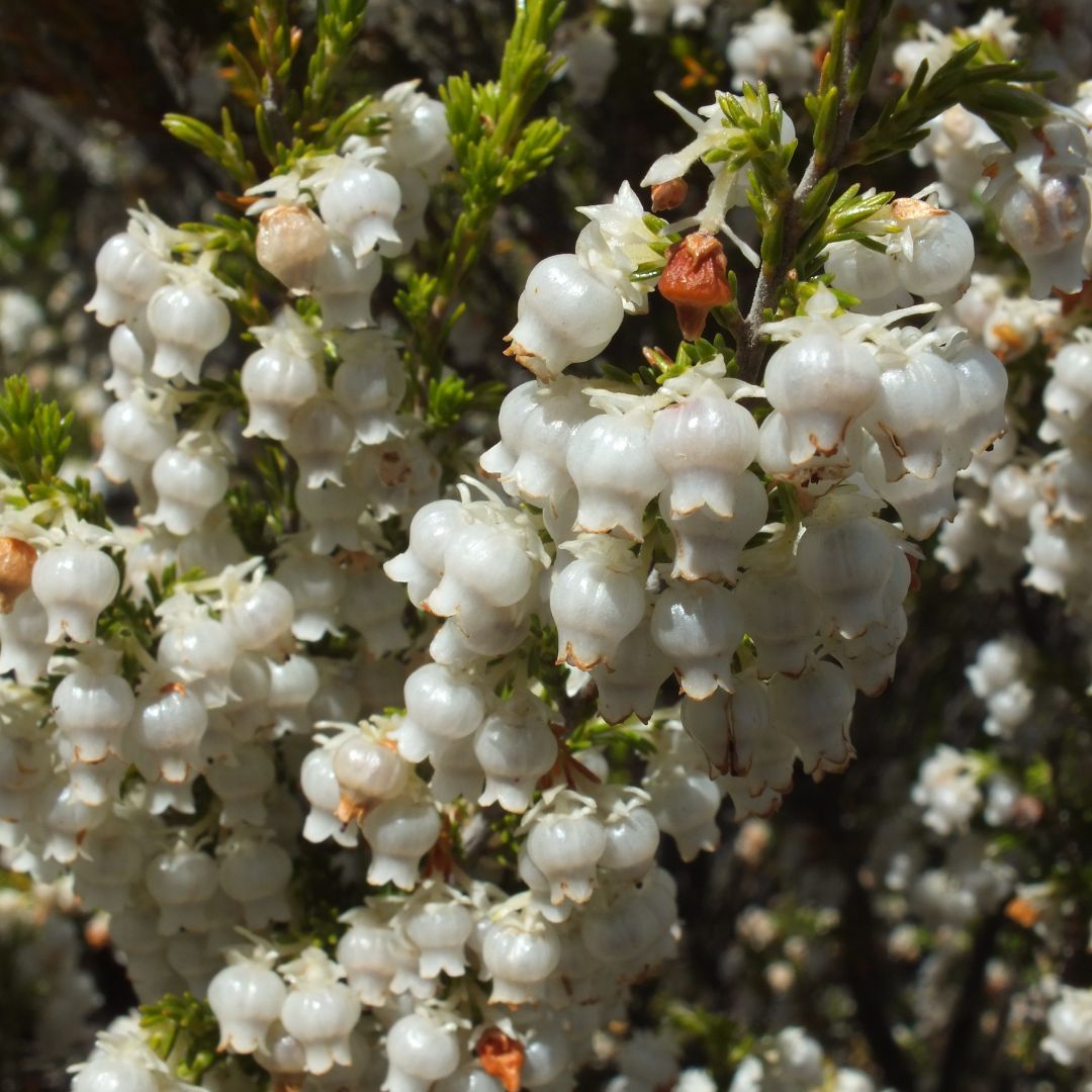 Erica glomiflora var. glomiflora (White) seeds - Buy online
