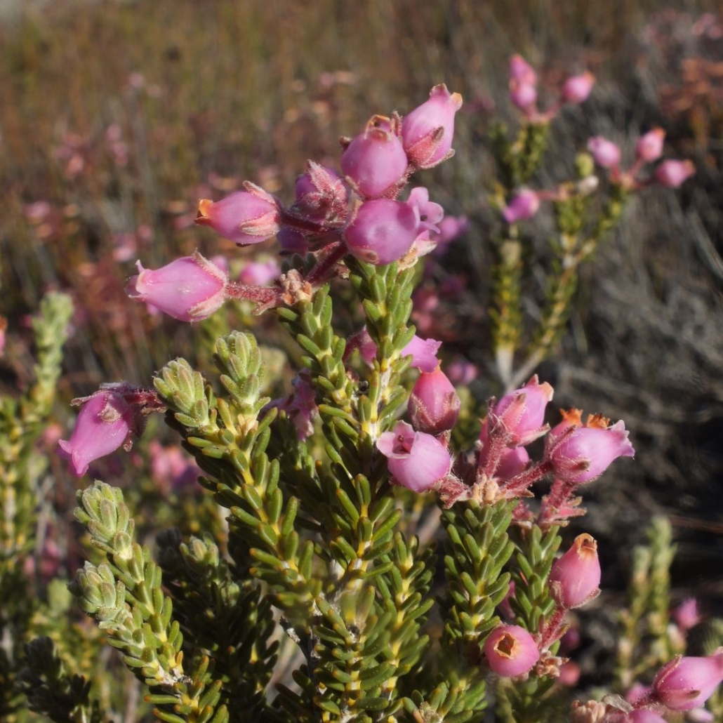 Erica pseudocalycina seeds - Buy online