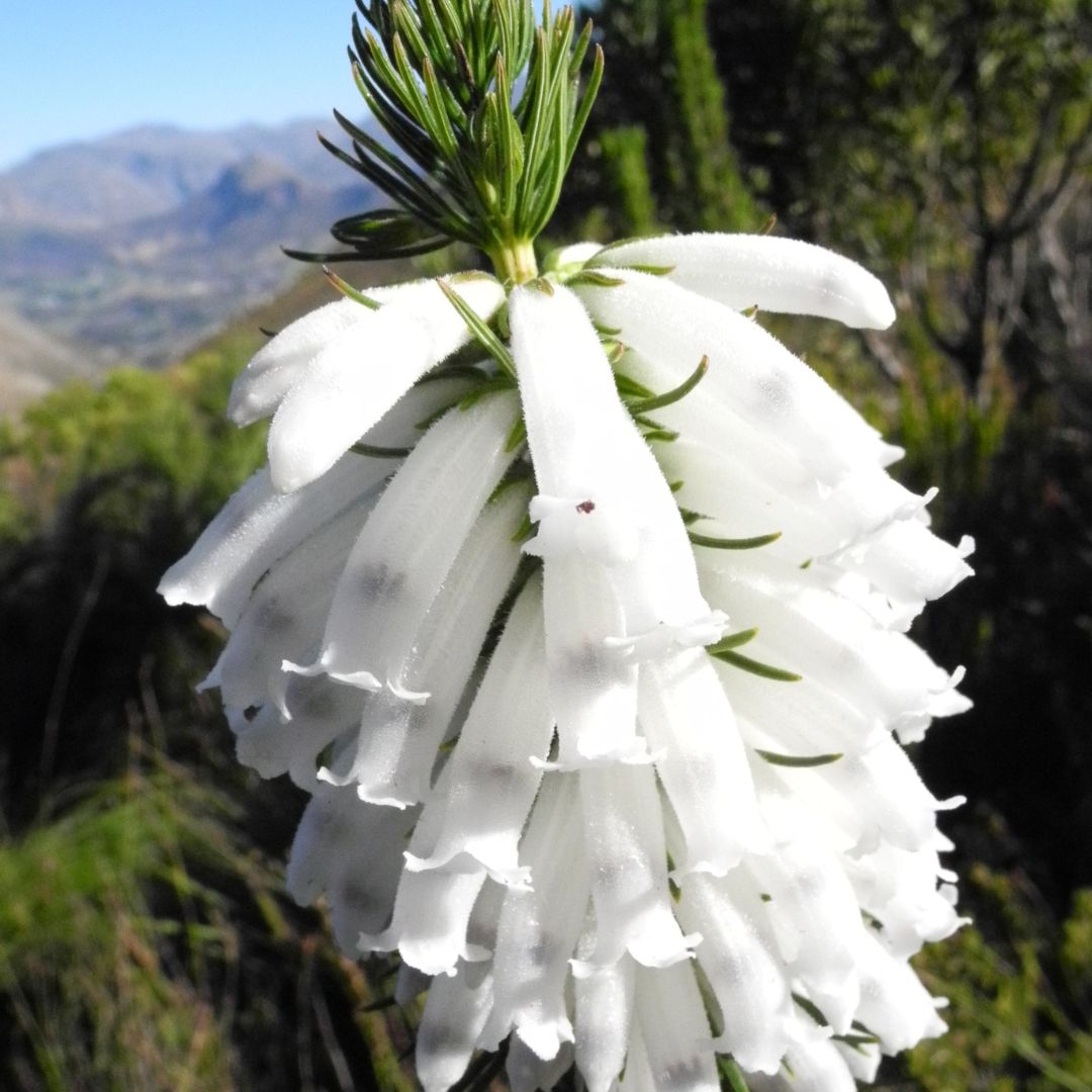 Ixia rouxii - Silverhill Seeds