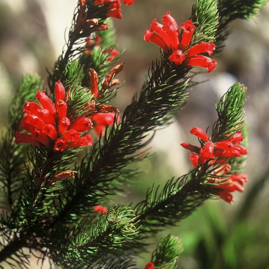 Ixia maculata - Silverhill Seeds