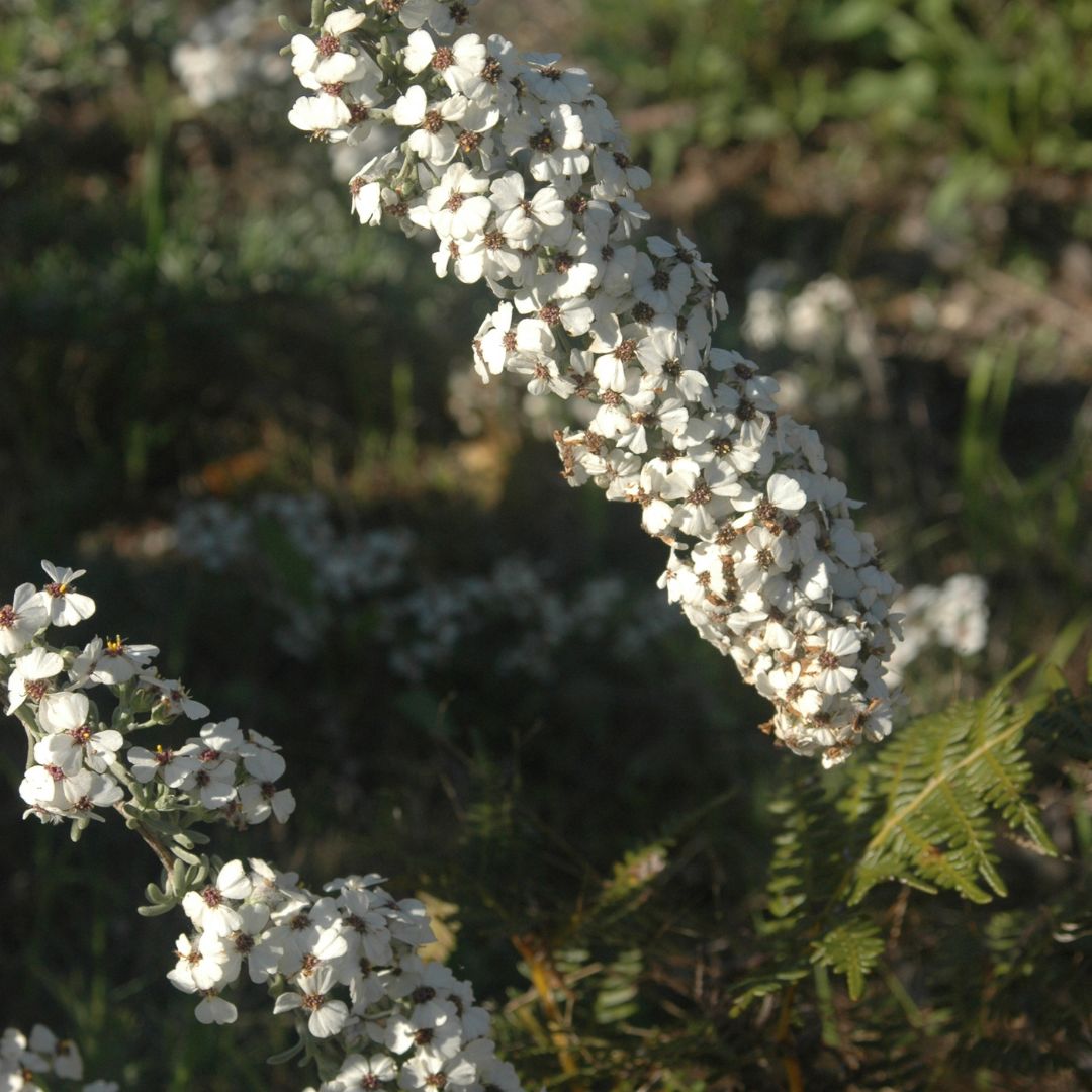 Eriocephalus africanus var africanus seeds - Buy online