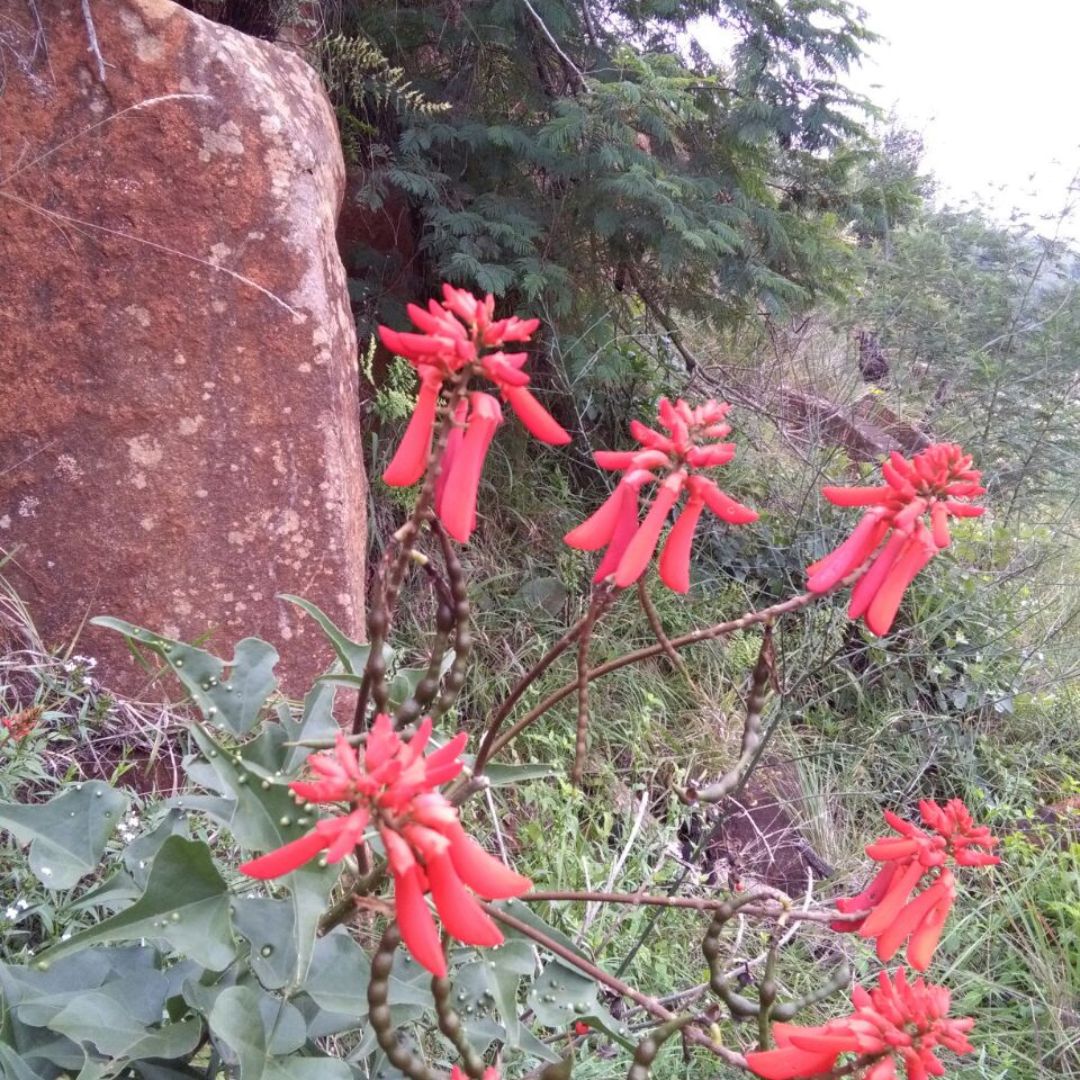 Erythrina humeana seeds - Buy online