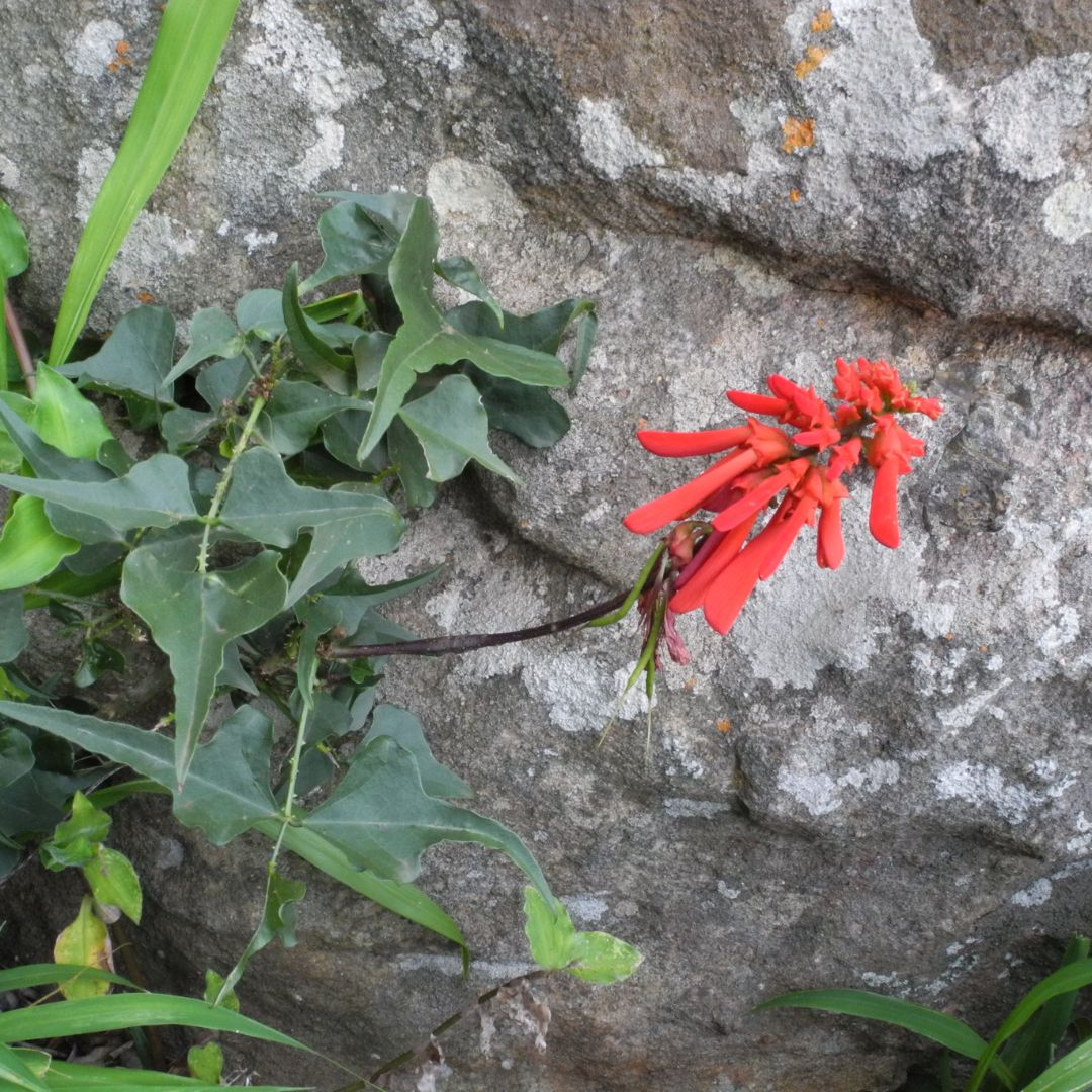 Erythrina humeana seeds - Buy online