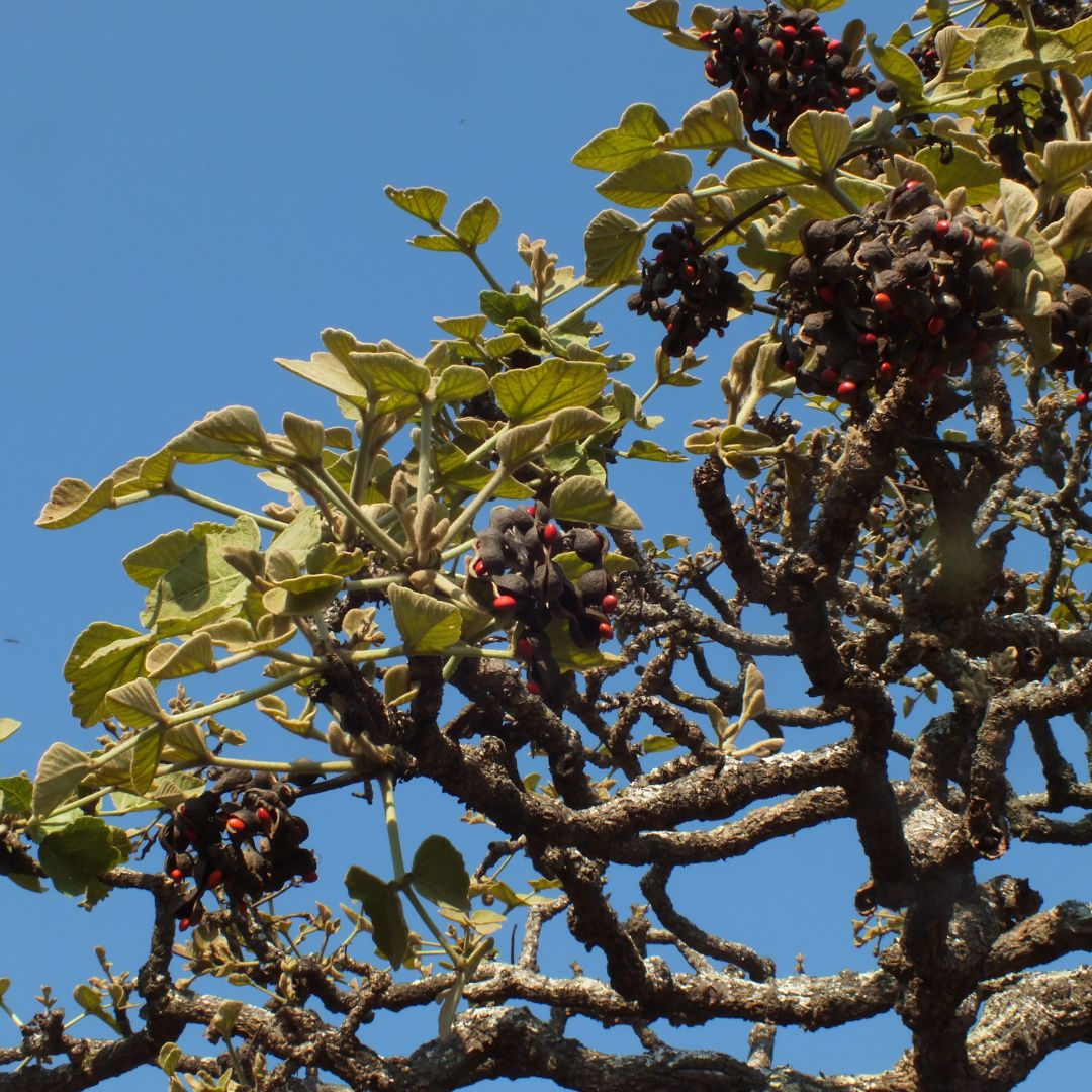 Erythrina latissima seeds - Buy online