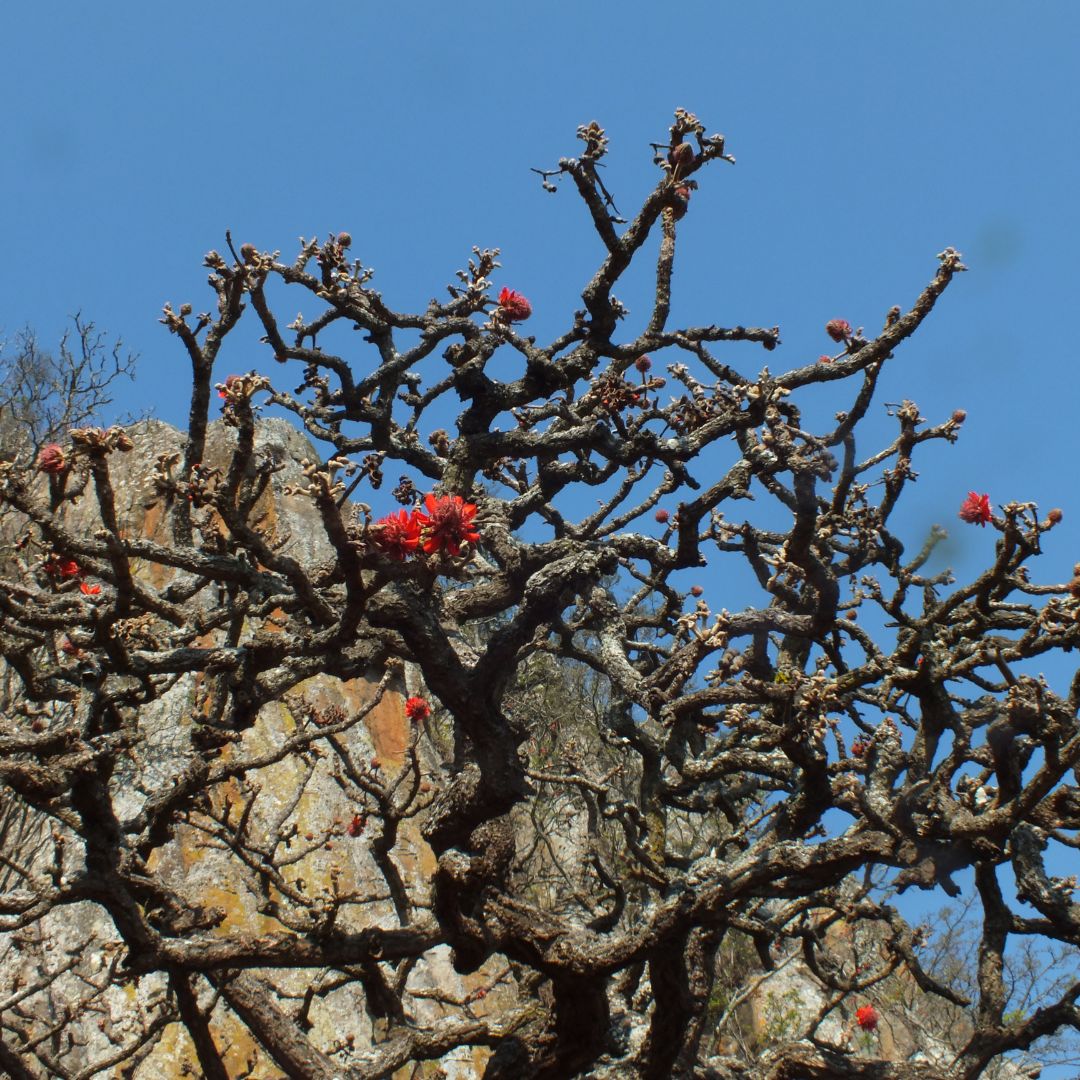 Erythrina latissima seeds - Buy online