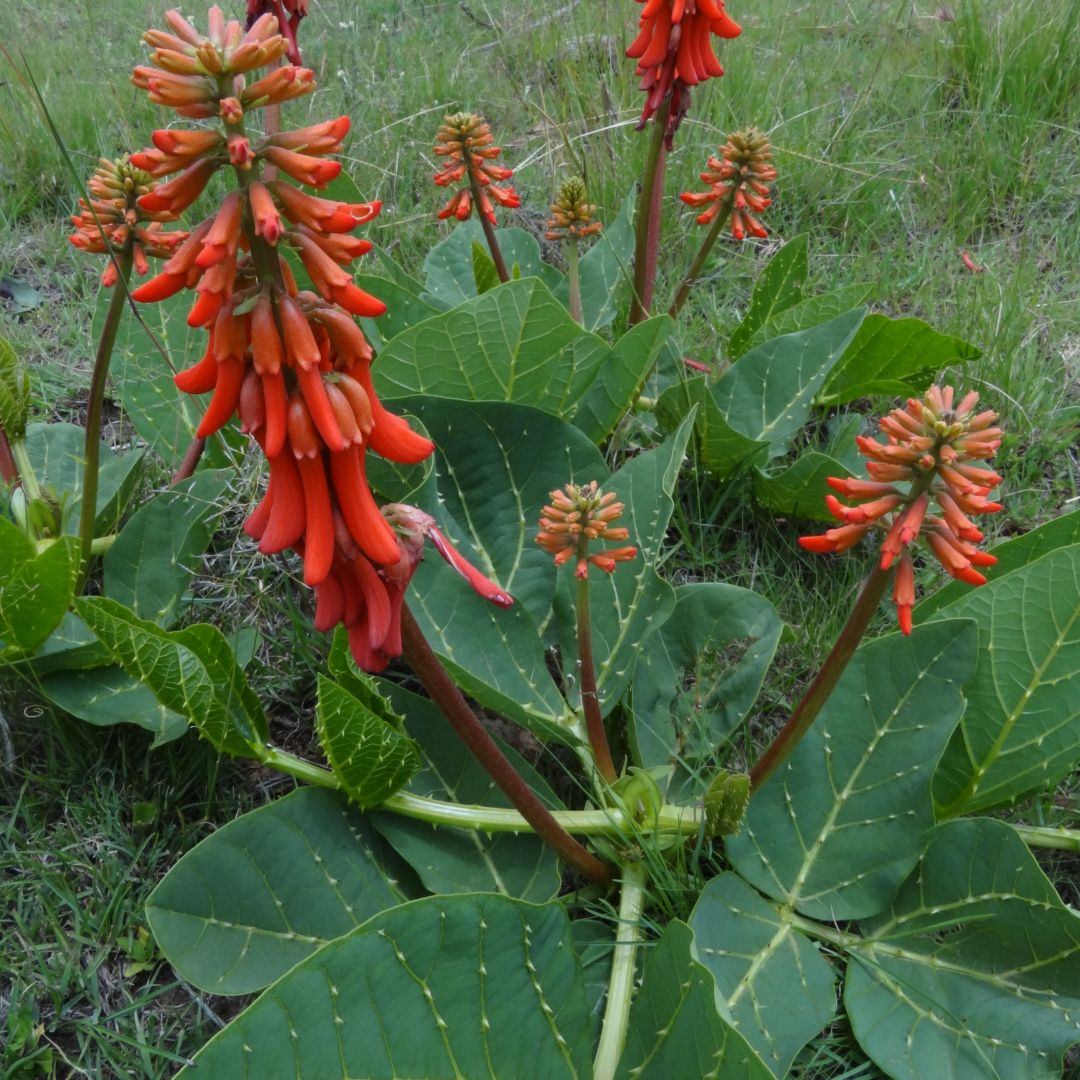 Erythrina zeyheri seeds - Buy online