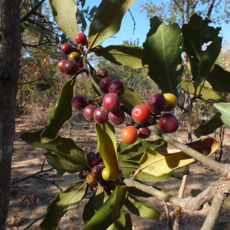 Euclea divinorum seeds - Buy online