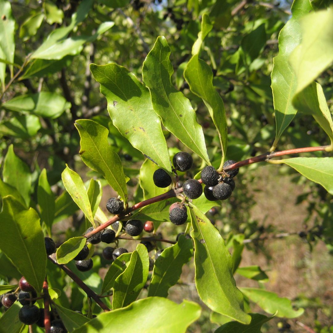 Euclea divinorum seeds - Buy online