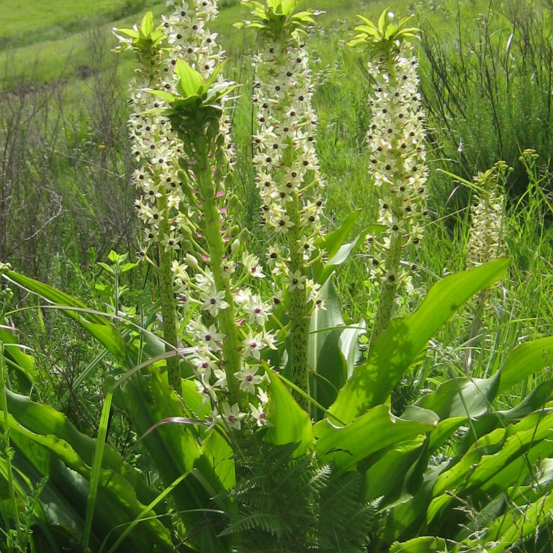 Eucomis comosa seeds - Buy online
