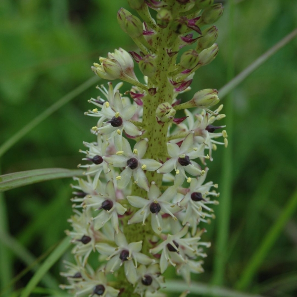 Gasteria brachyphylla var brachyphylla - Silverhill Seeds