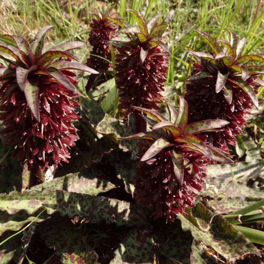 Eucomis vandermerwei seeds - Buy online
