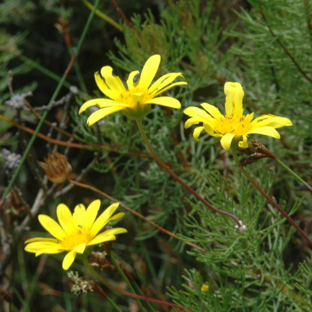 Euryops abrotanifolius seeds - Buy online
