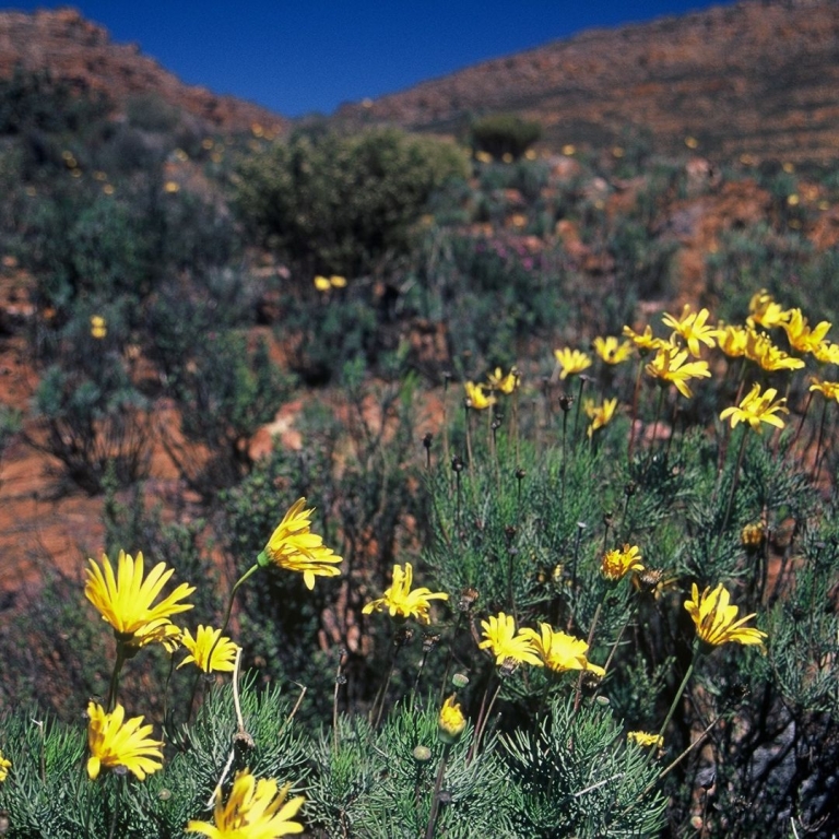 Euryops speciosissimus seeds - Buy online