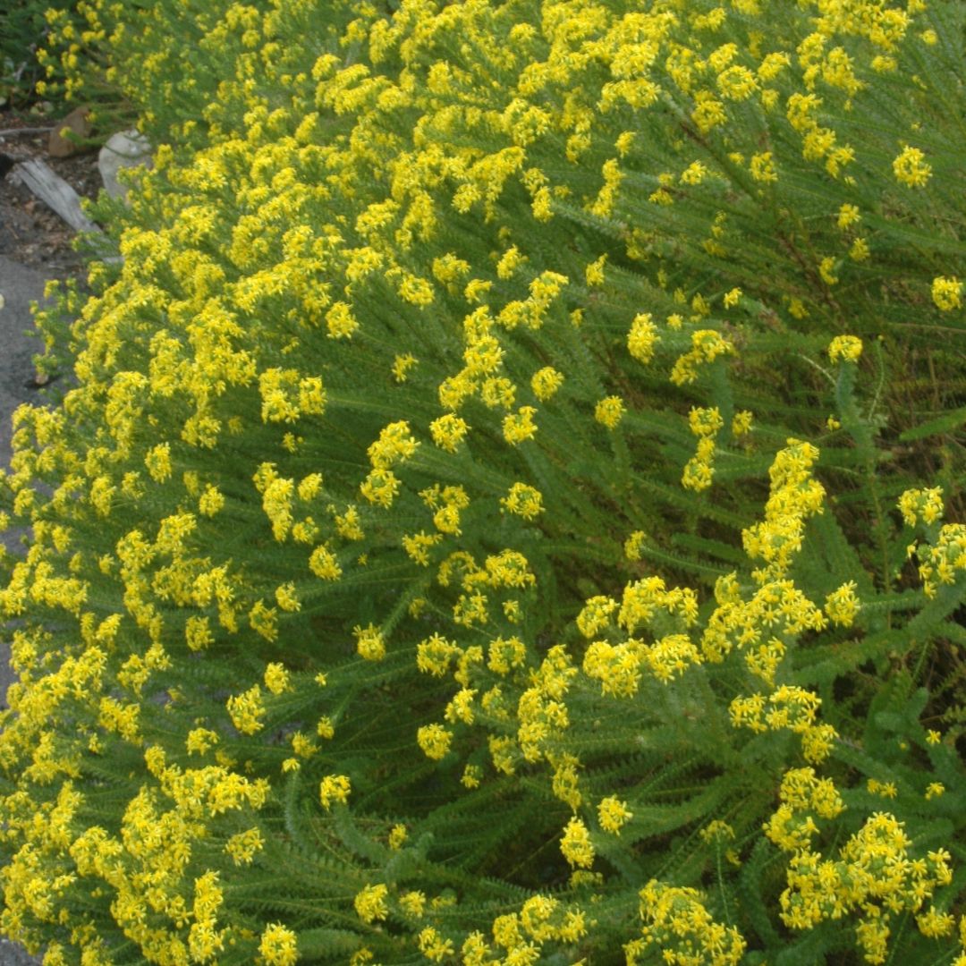 Euryops virgineus seeds - Buy online