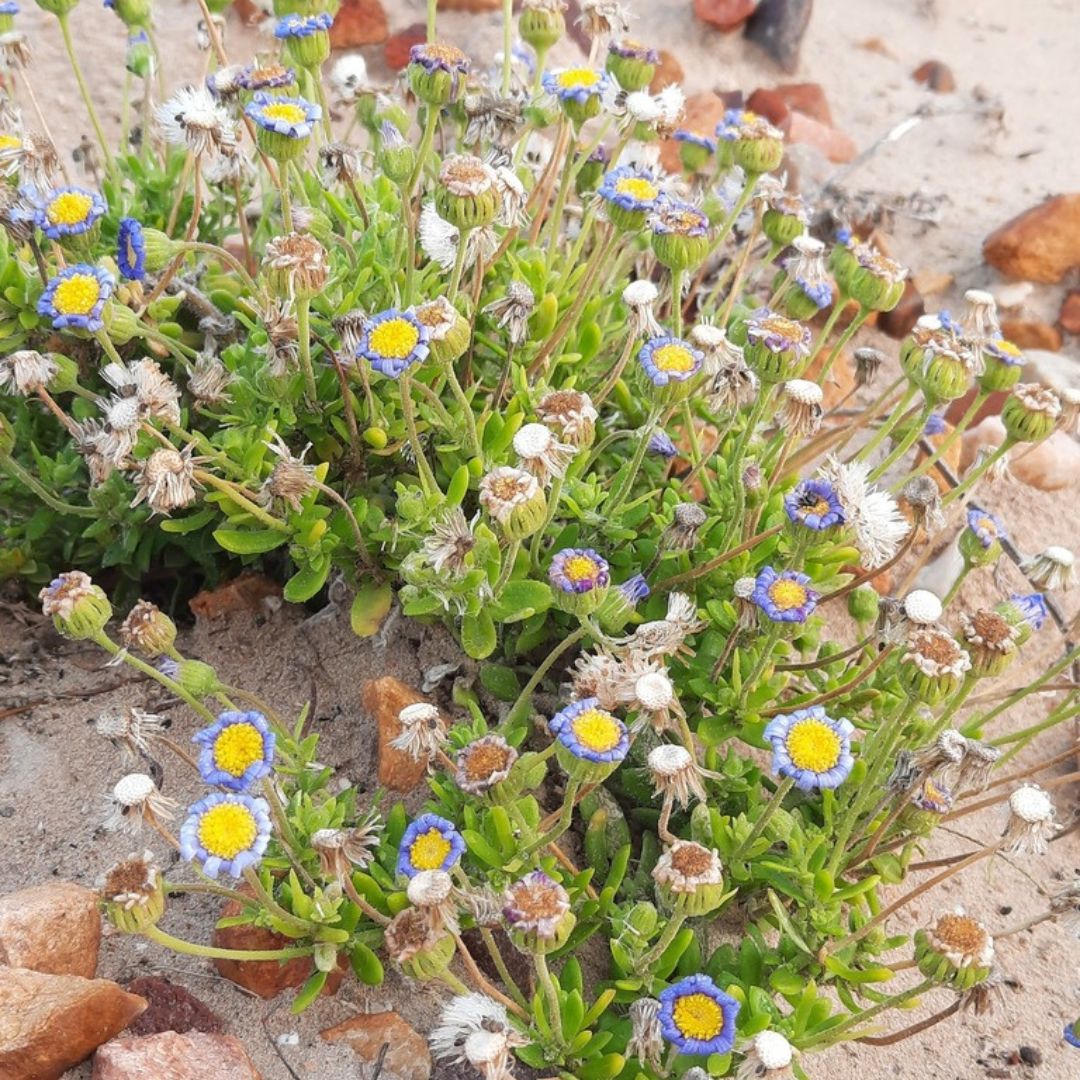 Felicia amelloides seeds - Buy online