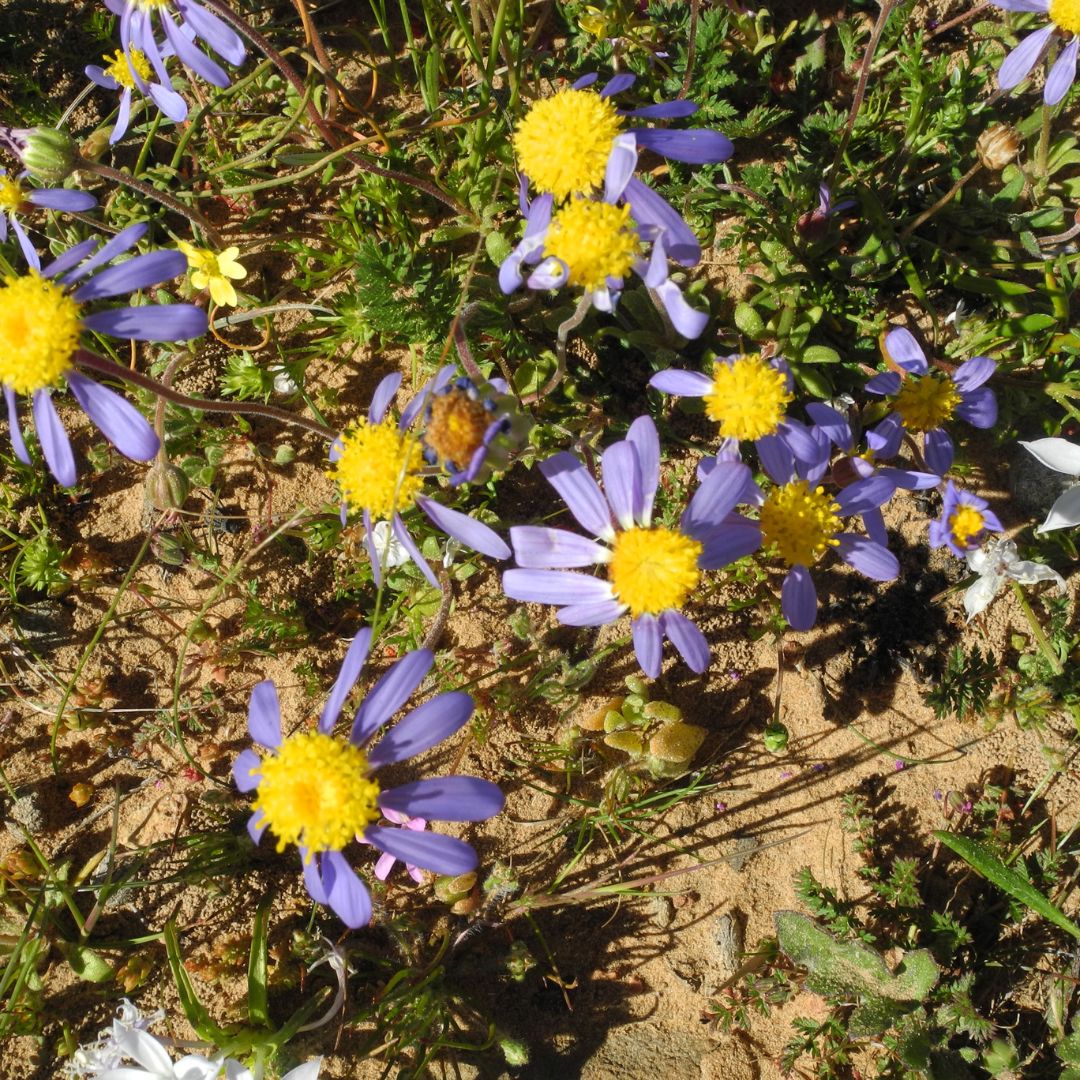 Felicia australis seeds - Buy online