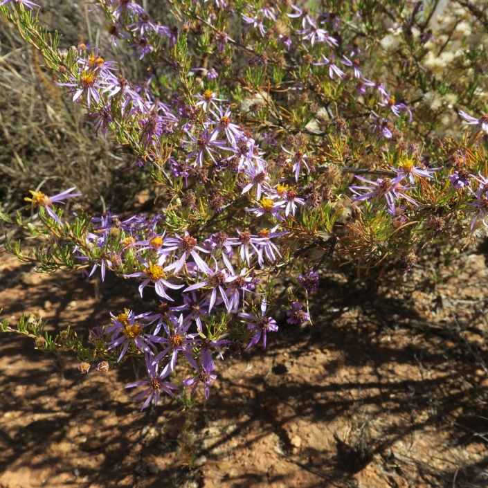 Felicia filifolia subsp filifolia seeds - Buy online