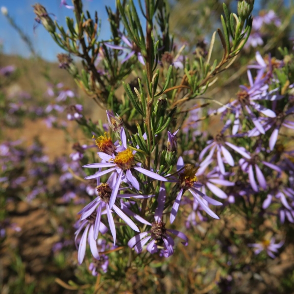 Felicia filifolia subsp filifolia seeds - Buy online
