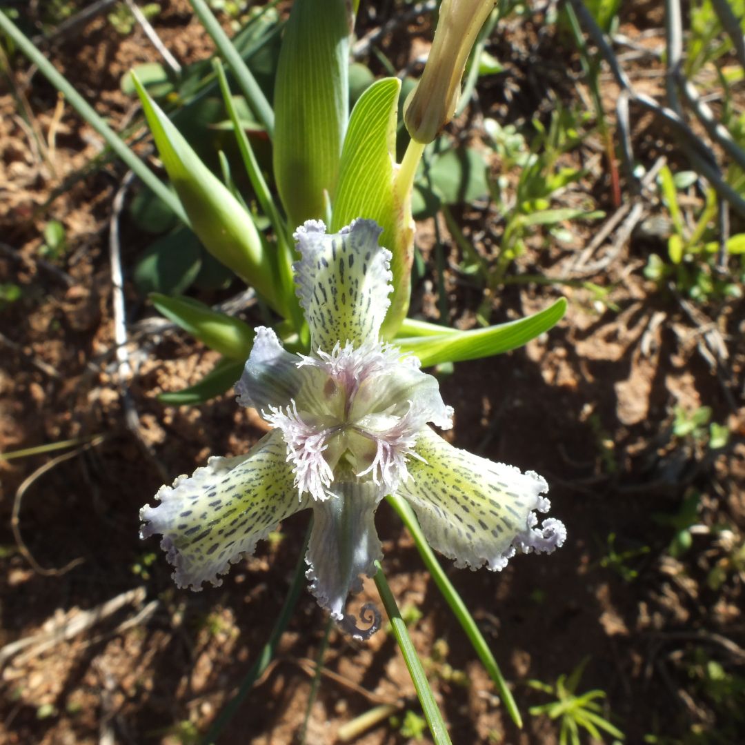 Ferraria ferrariola seeds - Buy online