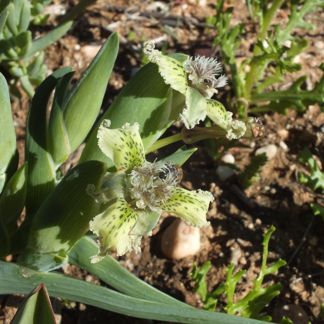 Ferraria ferrariola seeds - Buy online