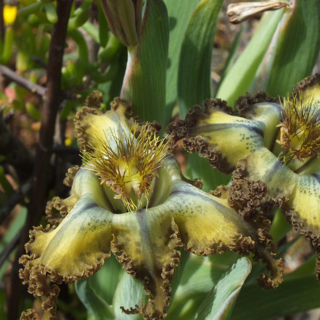 Ferraria variabilis seeds - Buy online