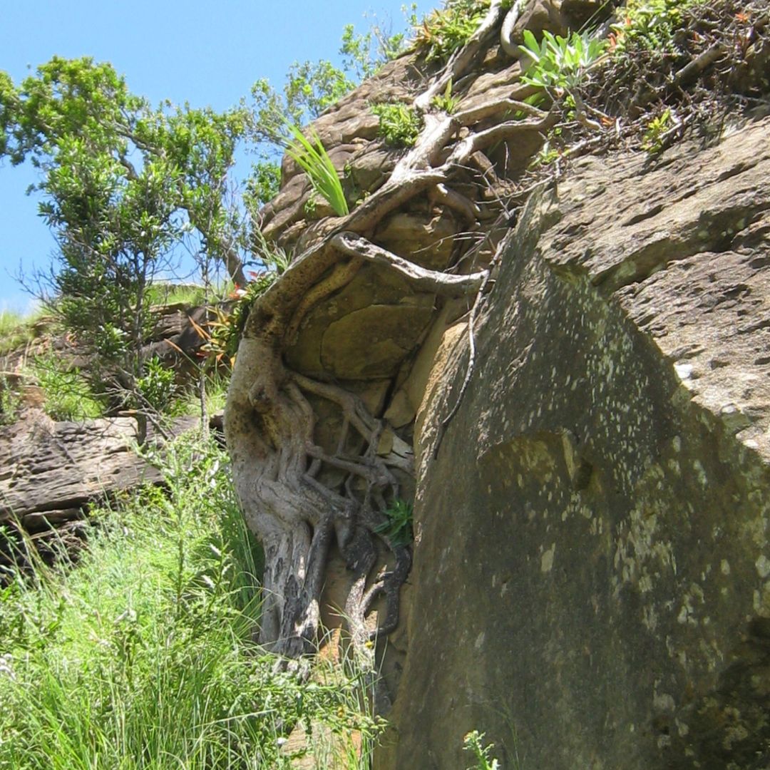 Ficus ingens seeds - Buy online