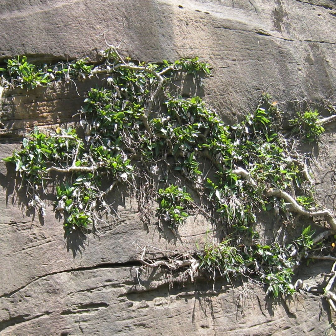 Ficus ingens seeds - Buy online