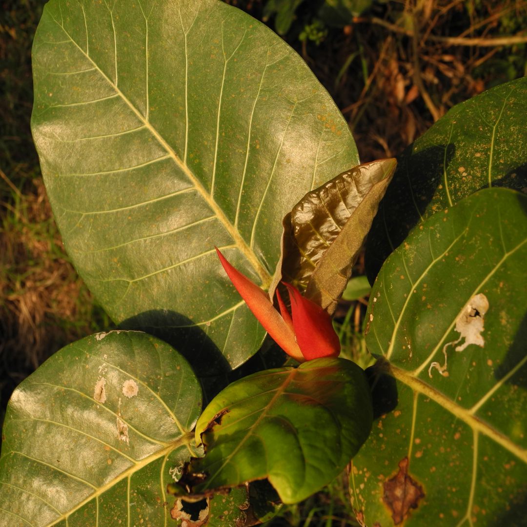 Ficus trichopoda seeds - Buy online