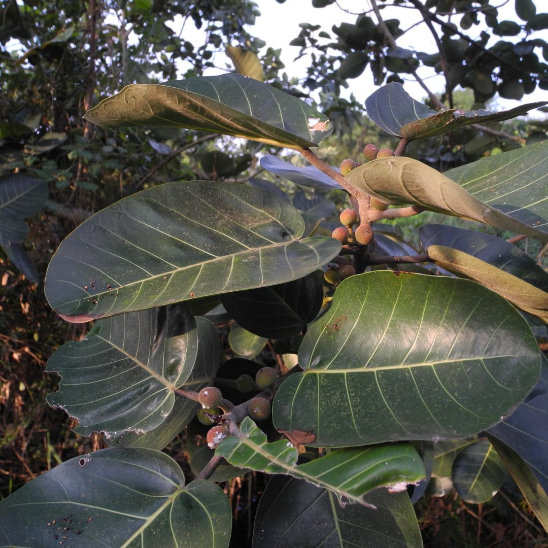 Ficus trichopoda seeds - Buy online