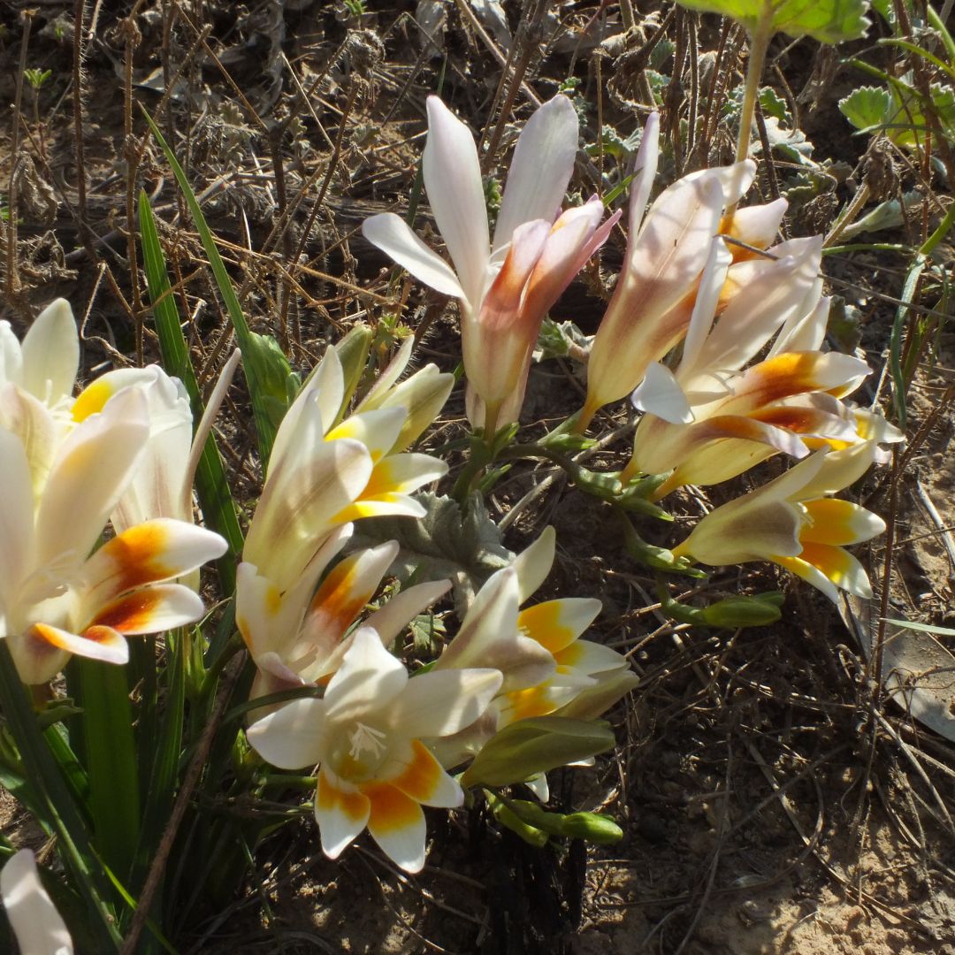 Freesia caryophyllacea seeds - Buy online