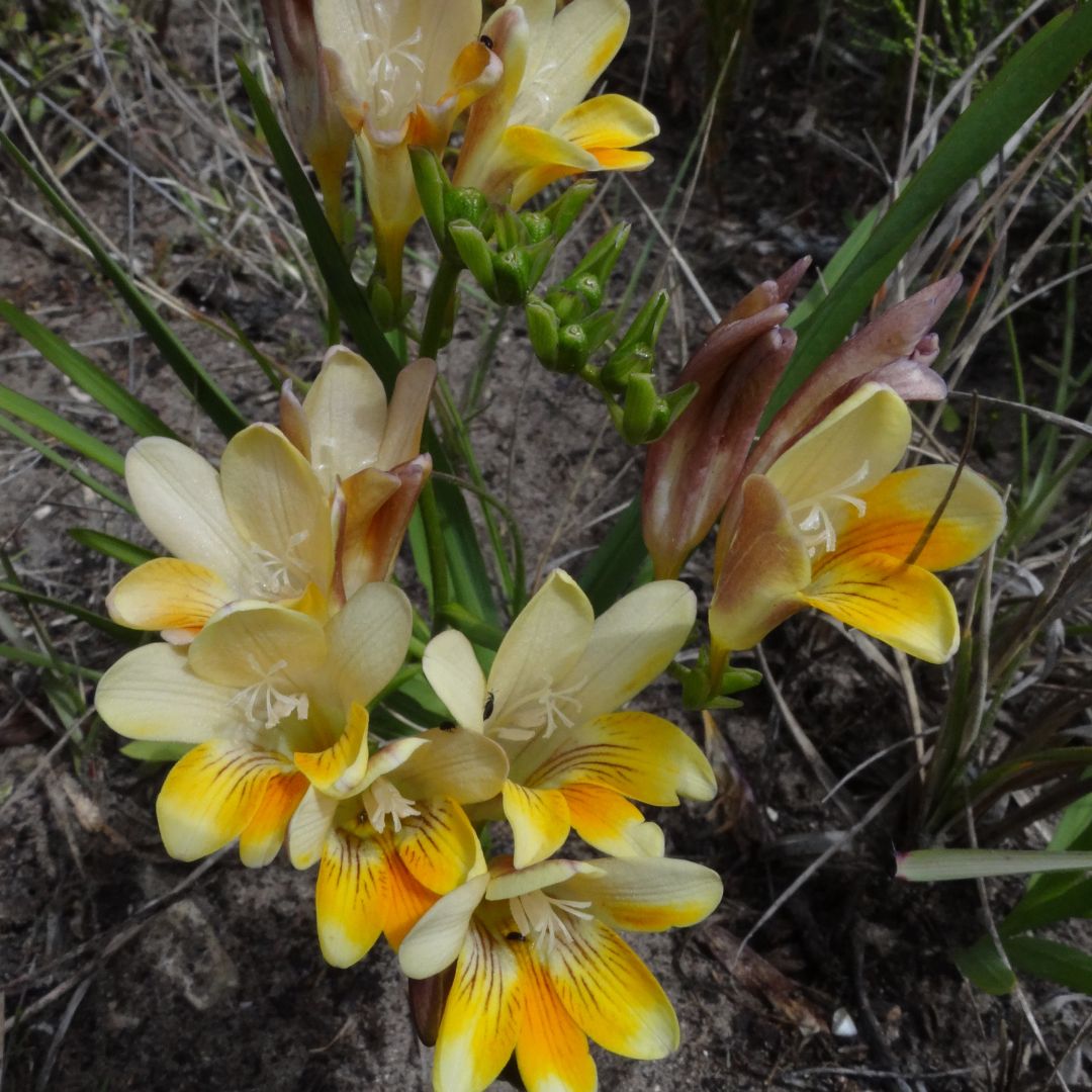 Freesia leichtlinii subsp. alba seeds - Buy online