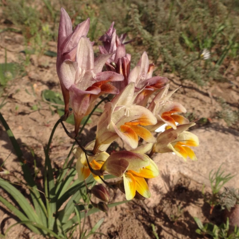 Freesia refracta seeds - Buy online