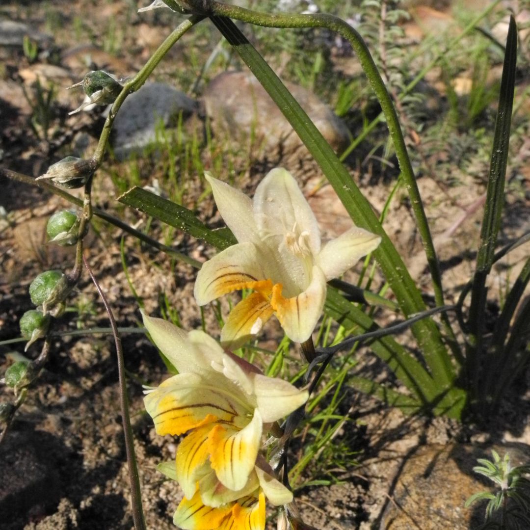 Freesia refracta seeds - Buy online