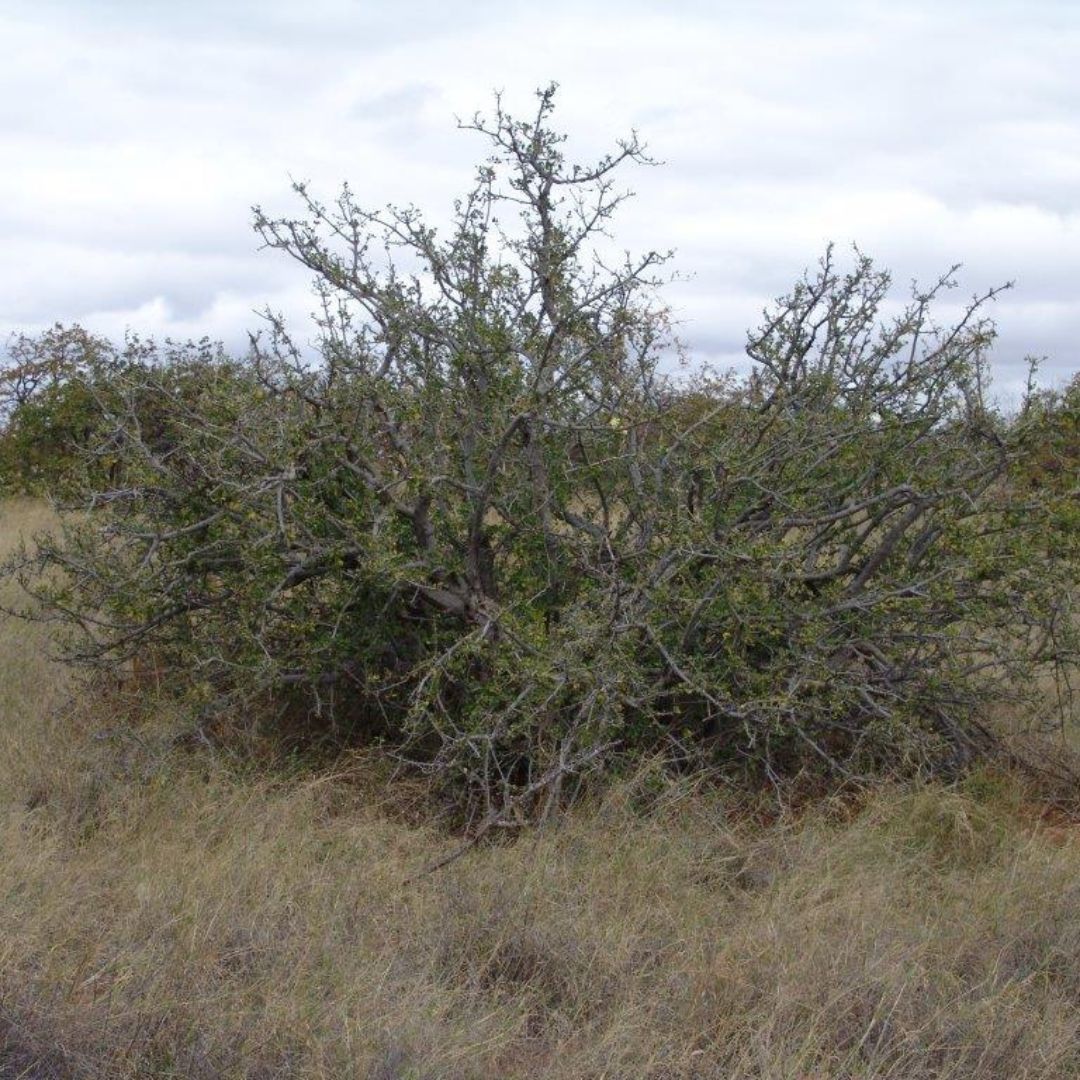 Gardenia volkensii subsp. volkensii var. volkensii seeds - Buy online
