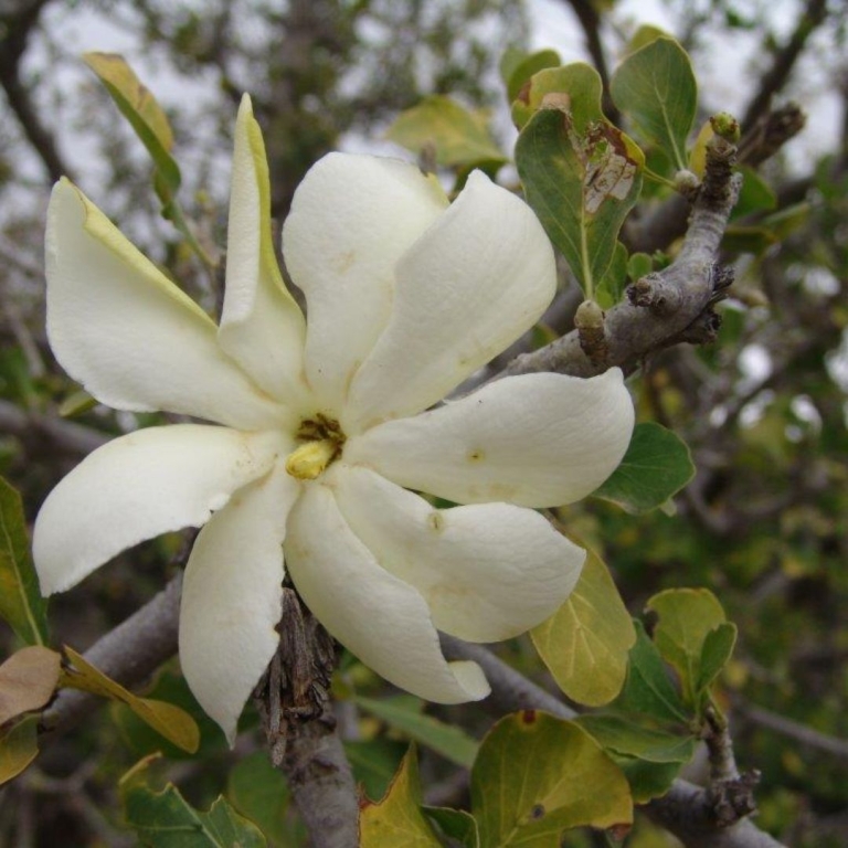 Gardenia volkensii subsp. volkensii var. volkensii seeds - Buy online