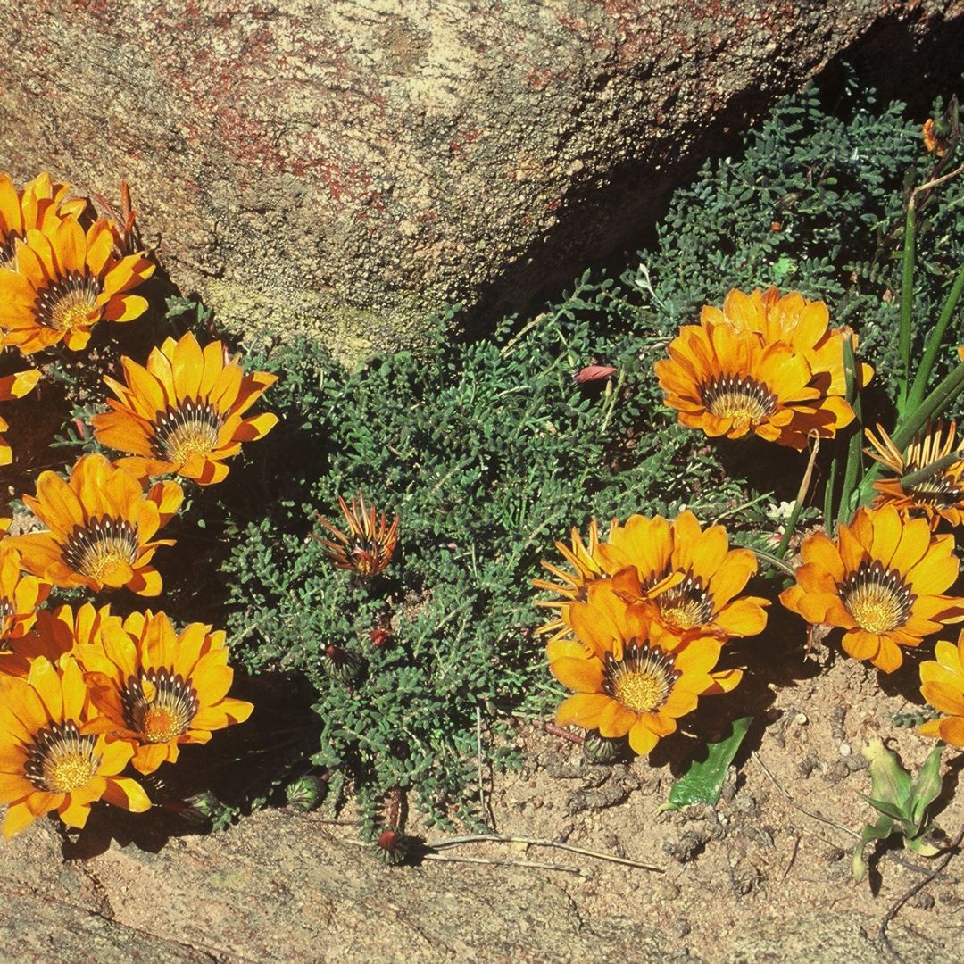 Gazania krebsiana subsp krebsiana (Orange-black throat) seeds - Buy online