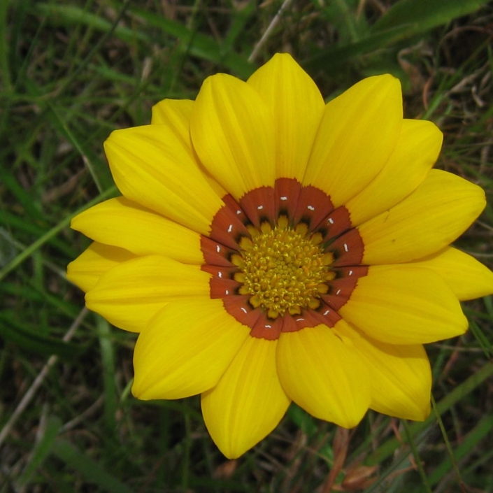 Gazania krebsiana subsp krebsiana (Yellow) seeds - Buy online