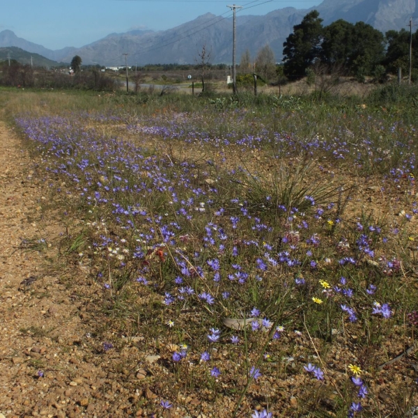 Geissorhiza aspera seeds - Buy online
